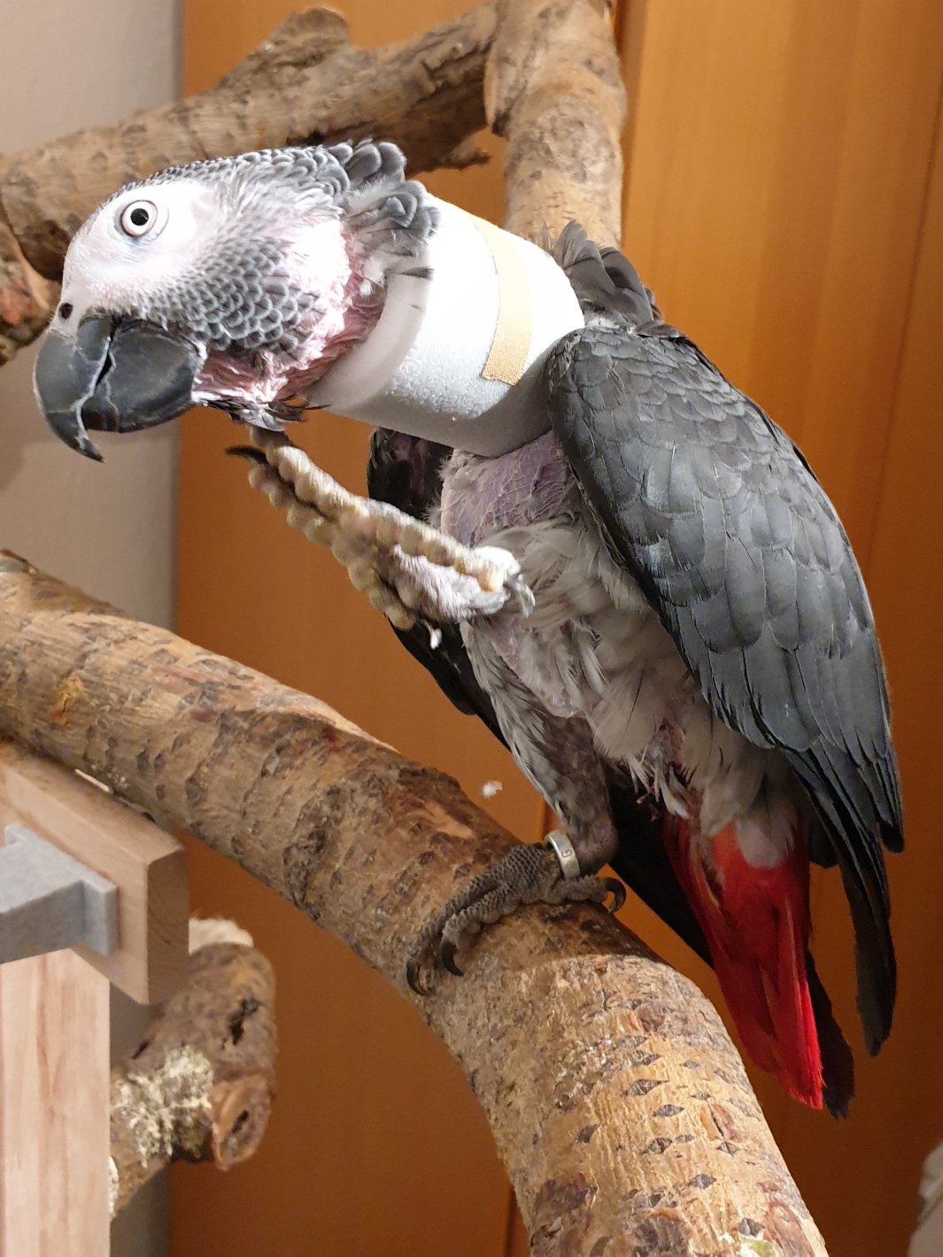 Papageienhilfe NRW - Unser Sorgenpapagei...